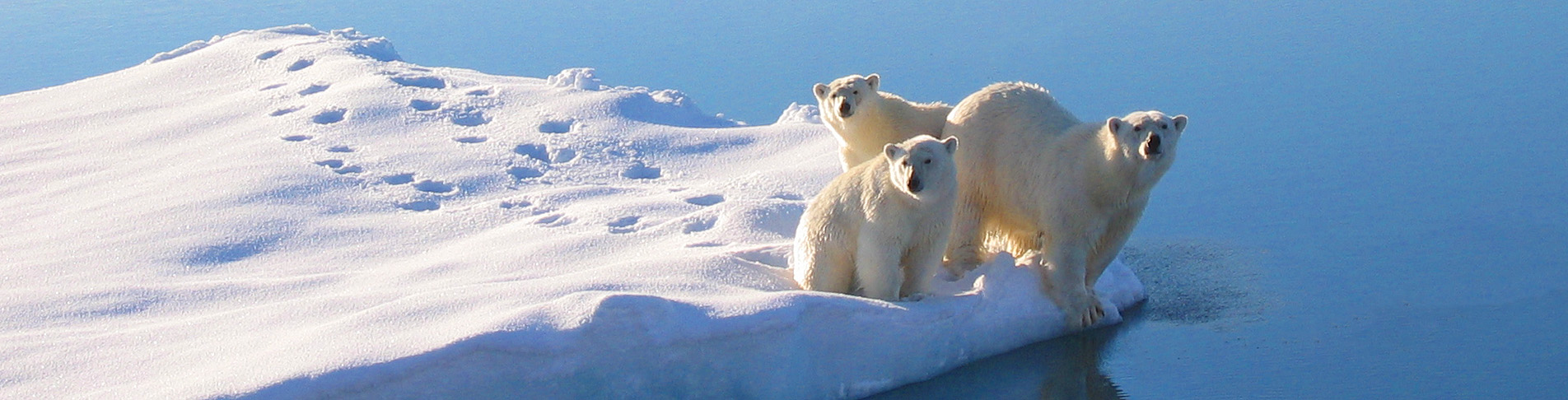 The Arctic - British Antarctic Survey