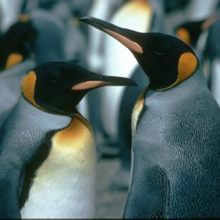 Penguin pictures - British Antarctic Survey