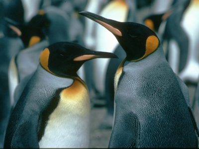 King penguin - British Antarctic Survey