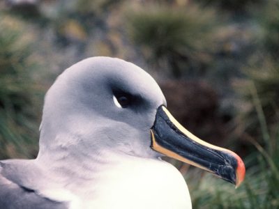 Bird Island Research station diaires archive - British Antarctic Survey