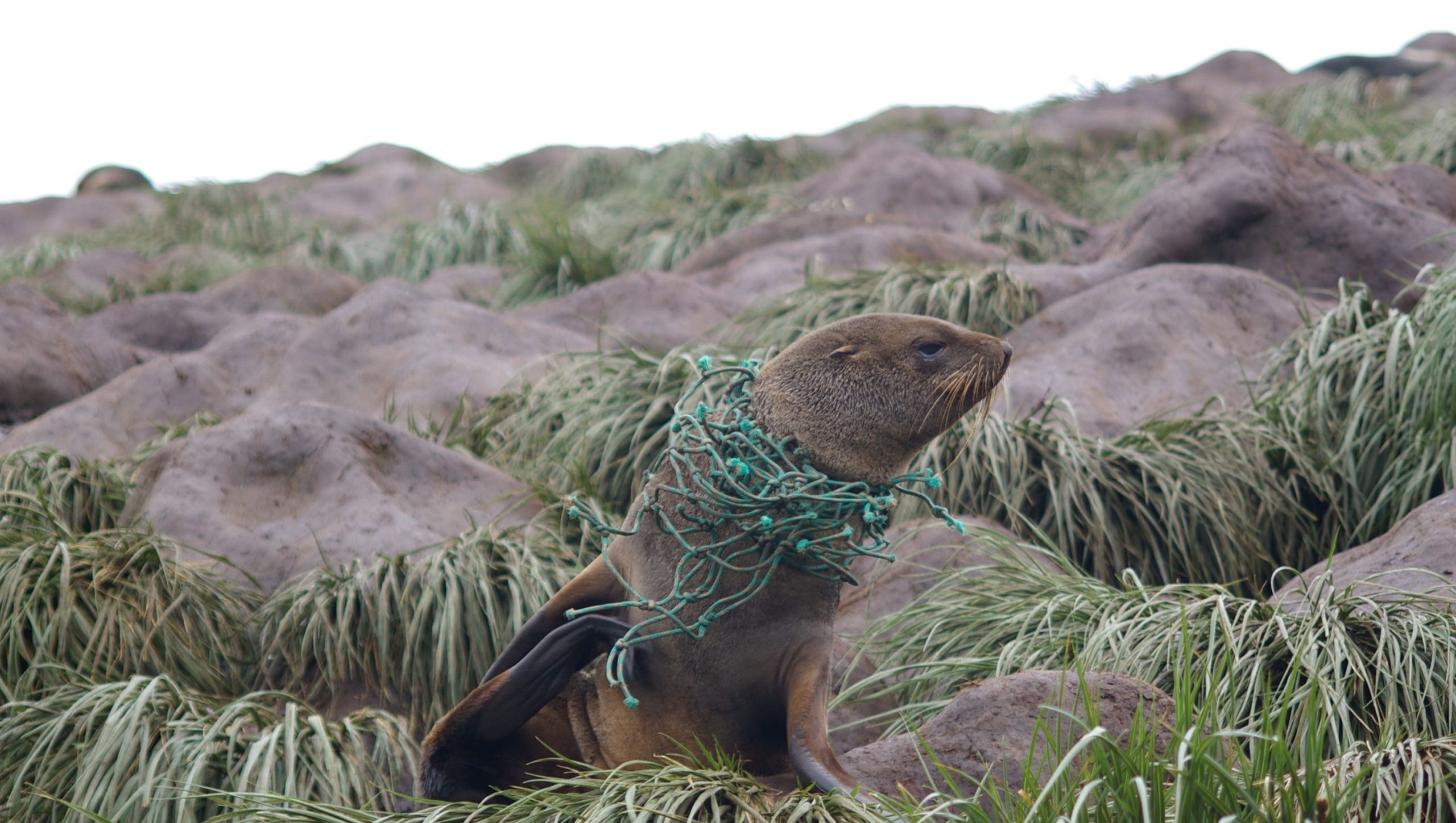 Long term monitoring of plastics - British Antarctic Survey - Project
