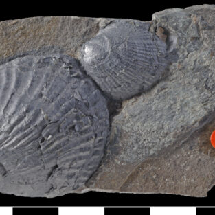 Fossil images - British Antarctic Survey