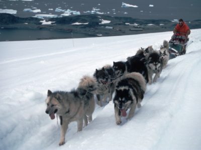 The British Antarctic Survey Husky Sledge Dog Monument unveiled ...