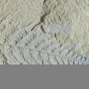 Fossil images - British Antarctic Survey