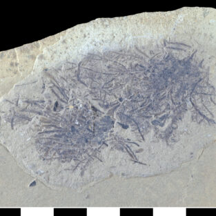 Fossil images - British Antarctic Survey