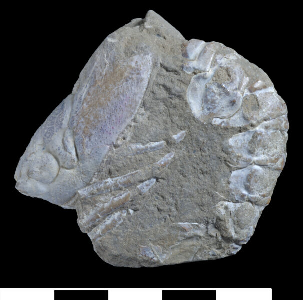 Fossil images - British Antarctic Survey