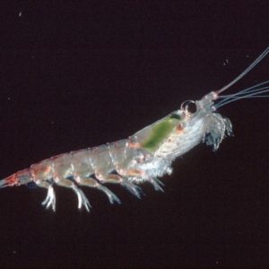 Aquarium - British Antarctic Survey