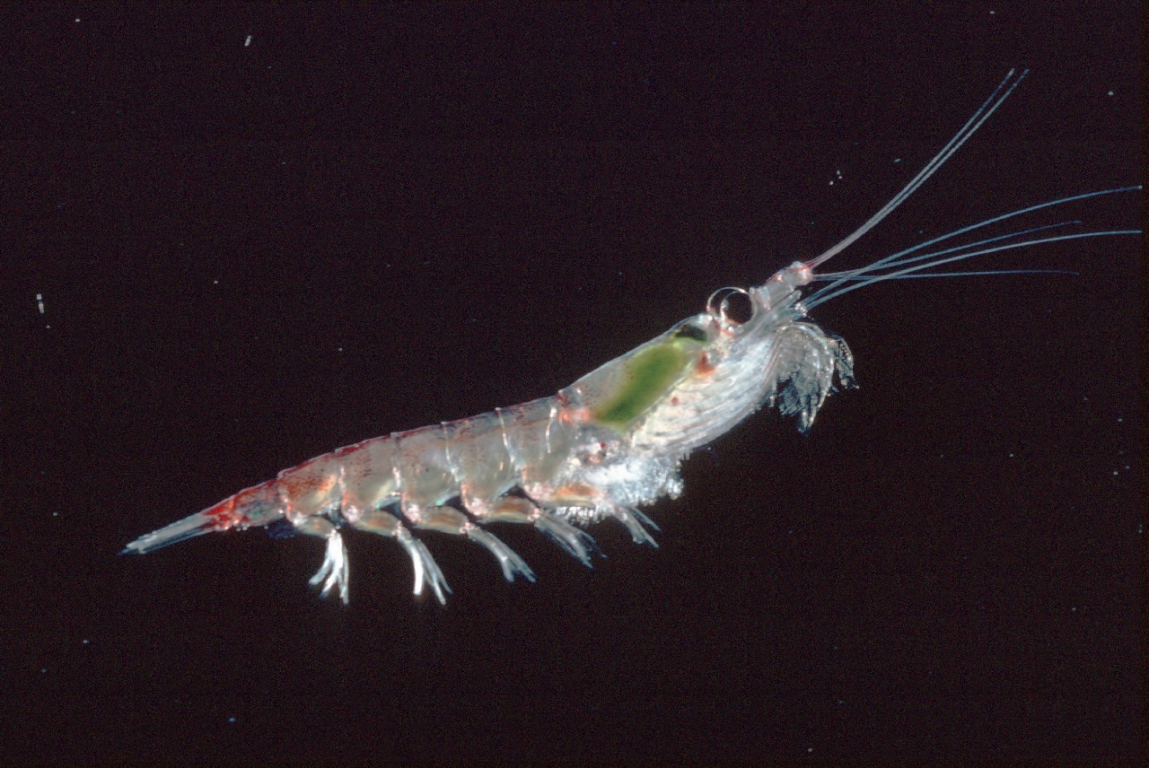 PRESS RELEASE: Krill's key role in oceans - British Antarctic Survey