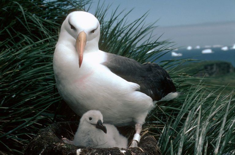 Scientists track the epic flight of fledged albatross - British ...