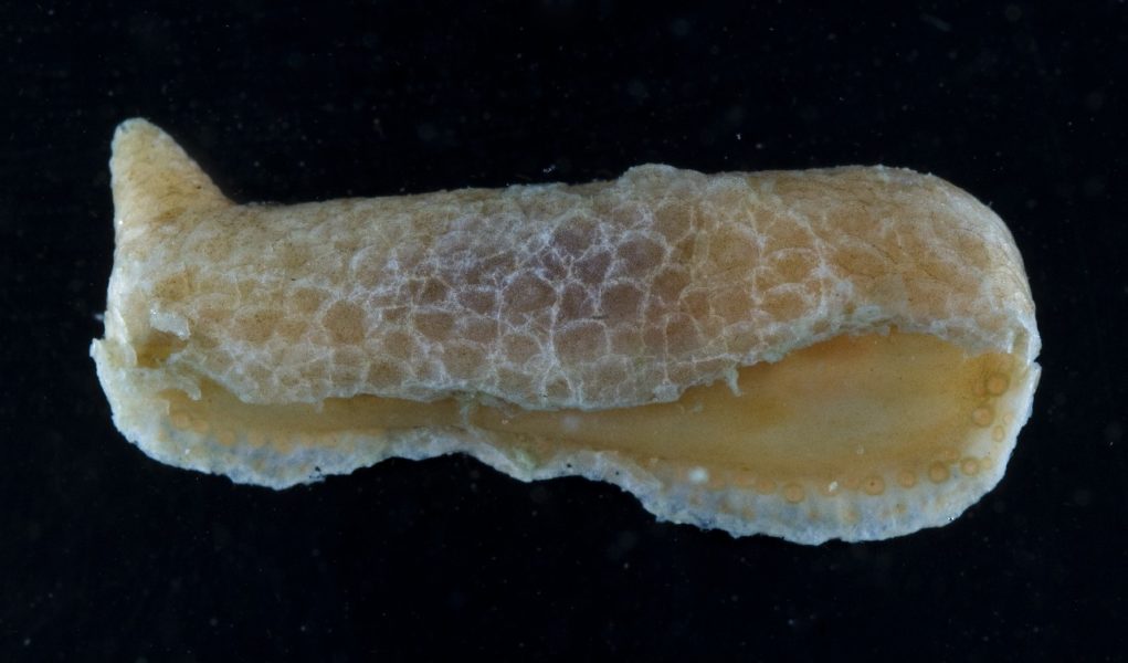 NEWS STORY: New marine species identified - British Antarctic Survey