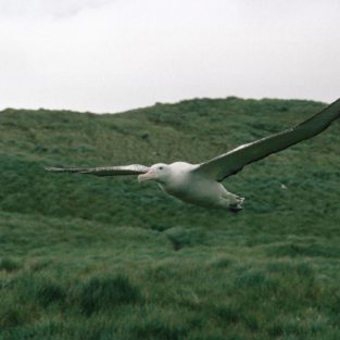 Albatross pictures - British Antarctic Survey