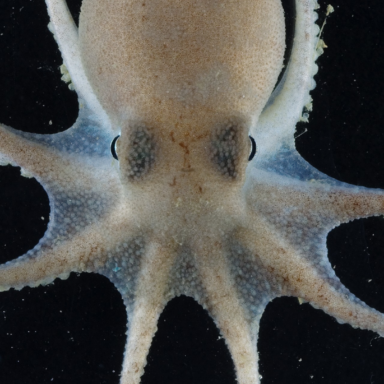 Antarctic Octopus
