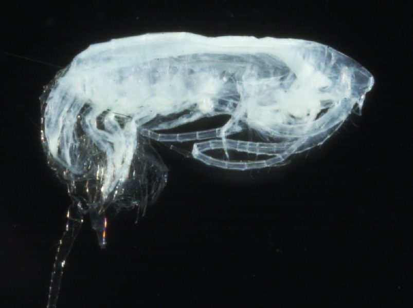 Lipid storage patterns in marine copepods: environmental, ecological ...