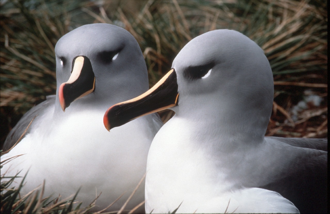 Antarctica. BBC blockbuster Seven Worlds, One Planet - British ...