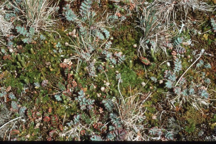 Effect of climate and moss vegetation on ground surface temperature and ...