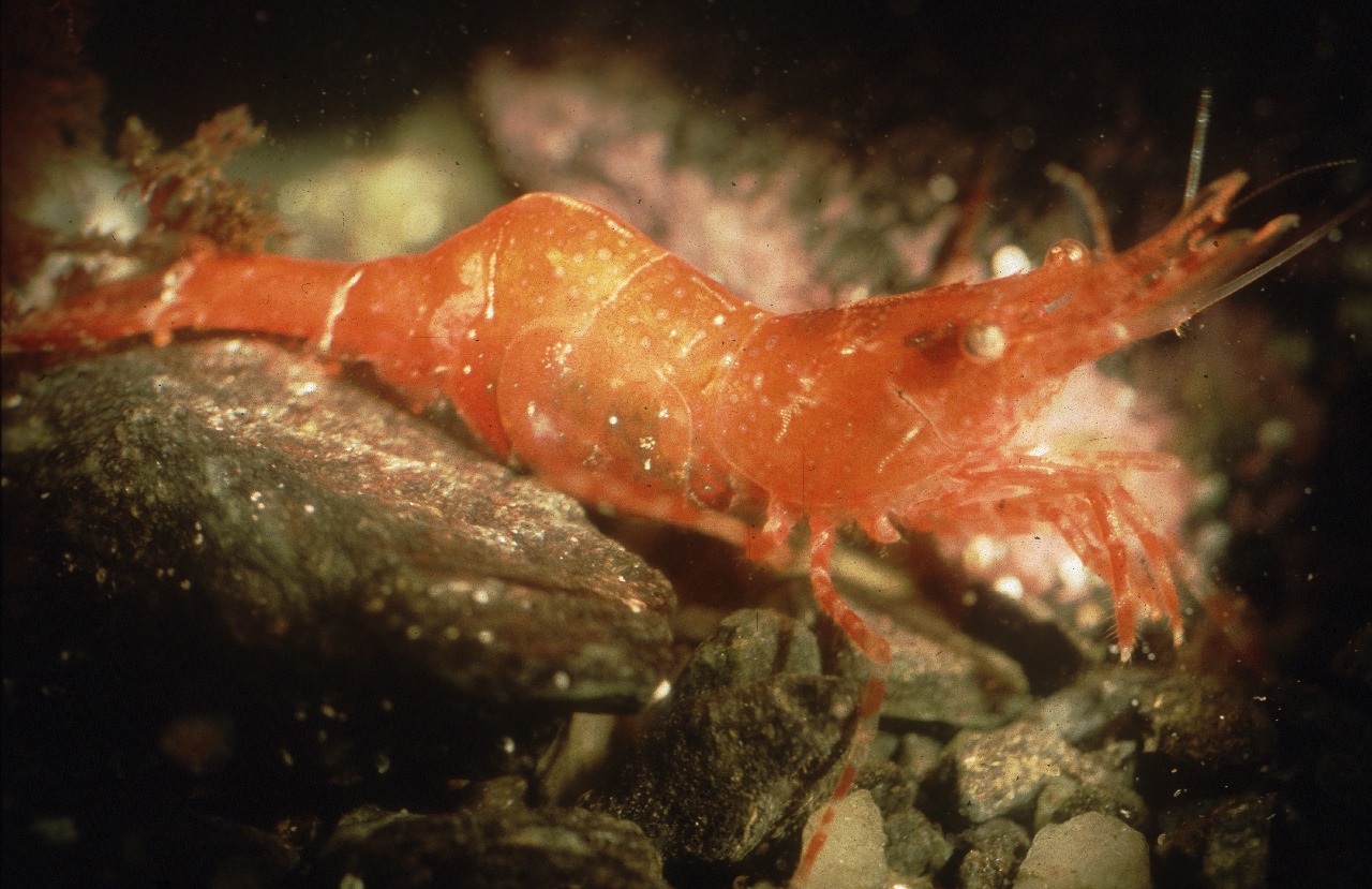 Crustaceans distribution map - British Antarctic Survey
