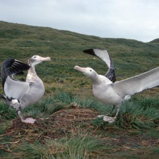 Albatross pictures - British Antarctic Survey