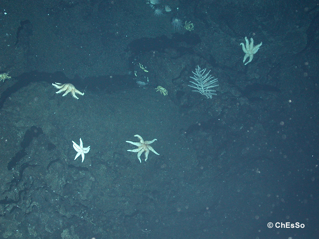 NEWS STORY: New starfish identified - British Antarctic Survey