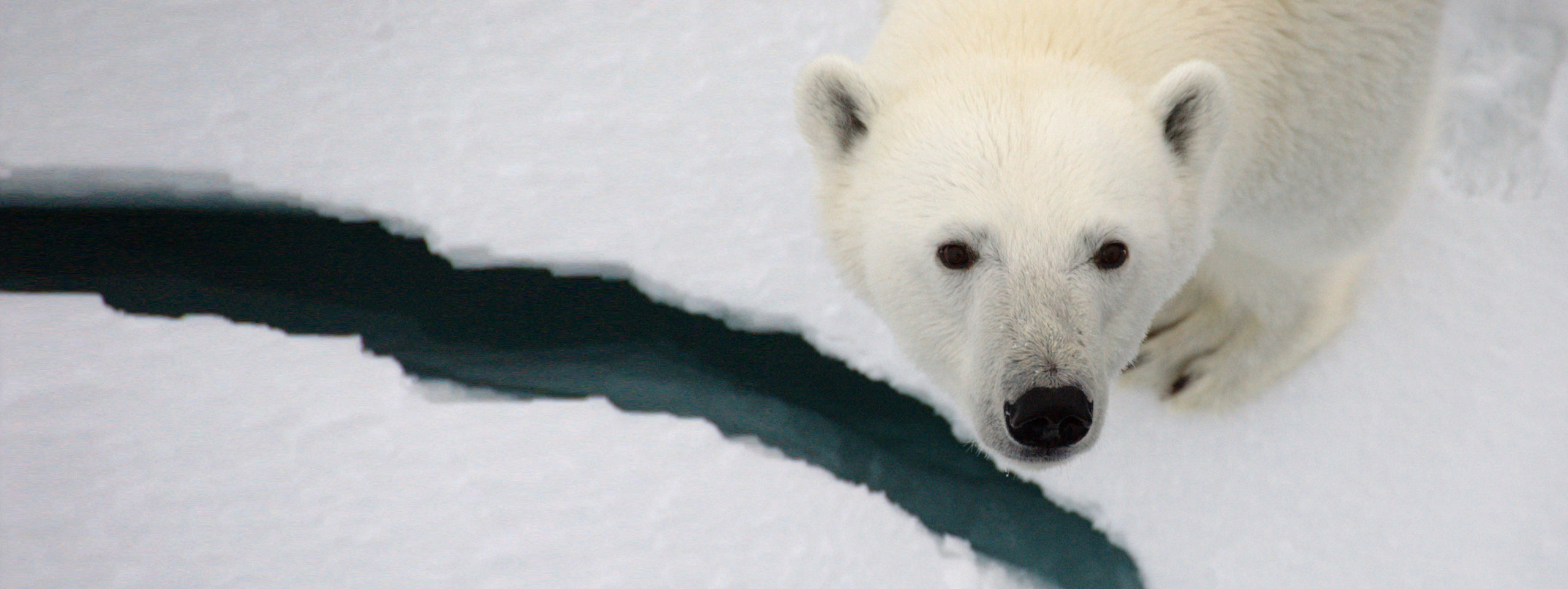 Discovering the Arctic - British Antarctic Survey
