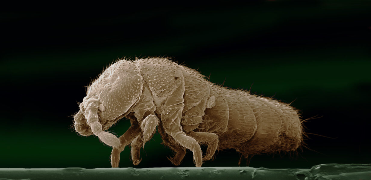 Molecular comparison among three Antarctic endemic springtail species ...