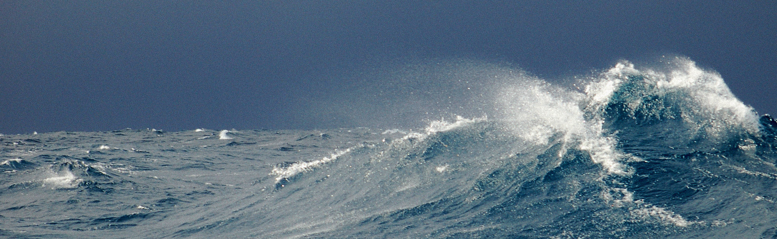 A new Southern Ocean species in the remarkable and rare amphipod family ...