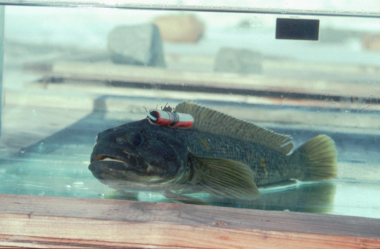 Hibernation-like behaviour in Antarctic fish - on ice for winter ...