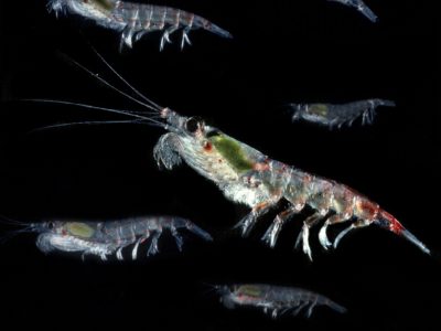 Krill fishing and conservation in the Southern Ocean - British ...