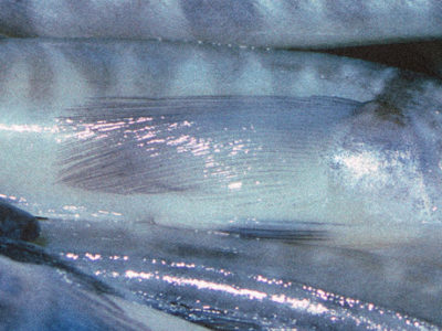 Fisheries in cold water - British Antarctic Survey