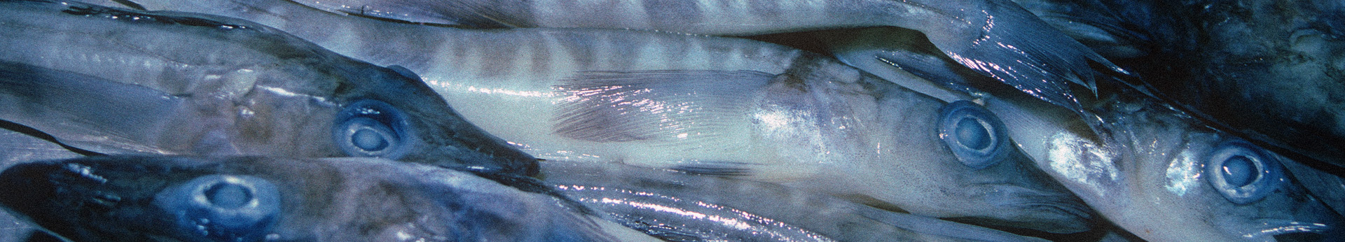 Fisheries in cold water - British Antarctic Survey