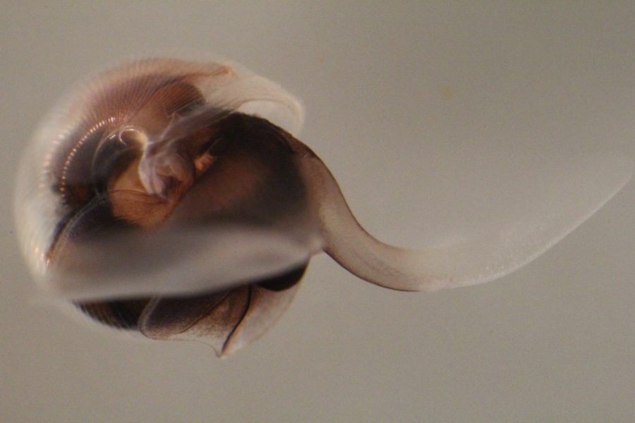 Sea butterfly life cycle threatened by climate change - British ...