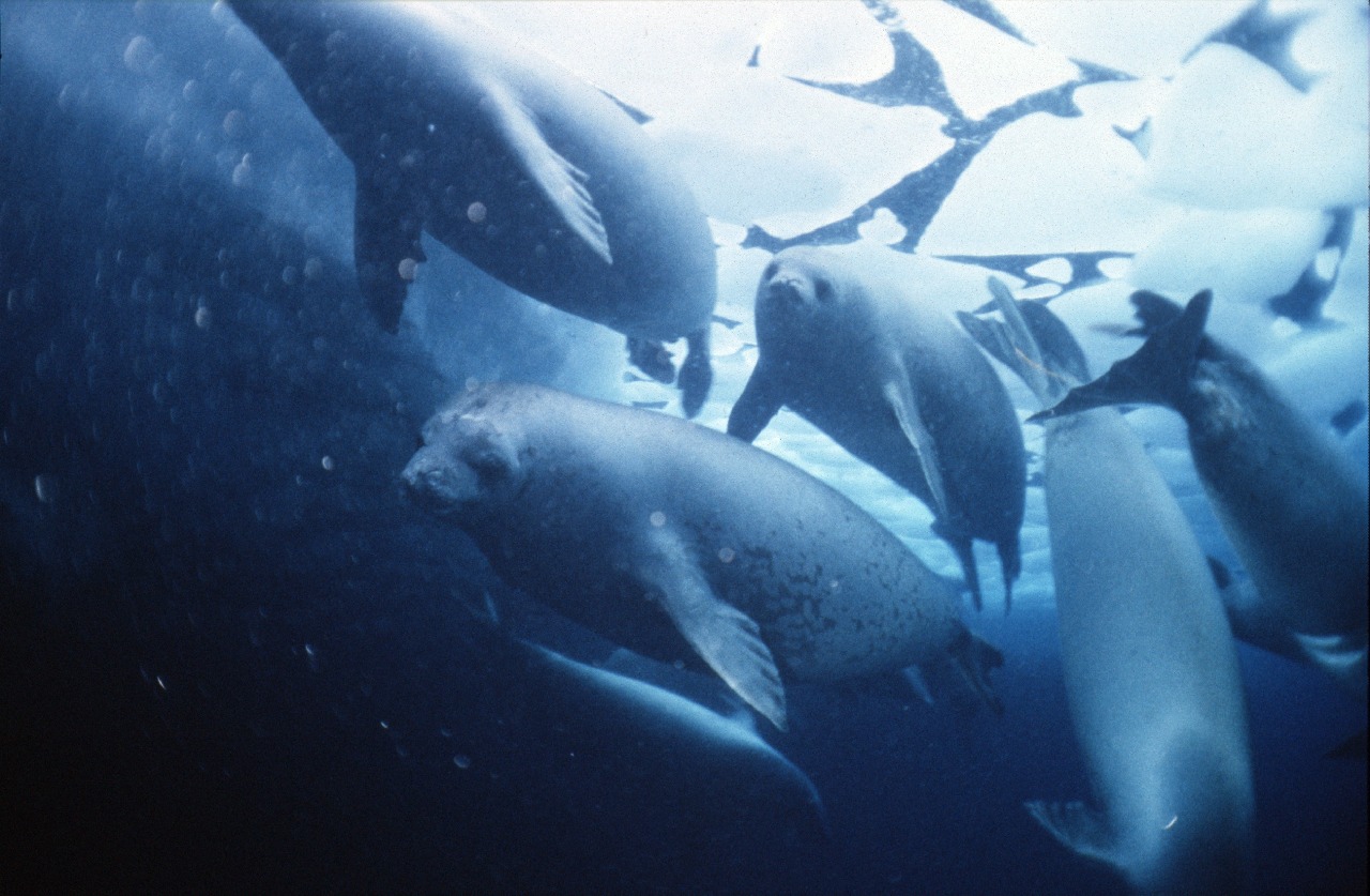 A mass dying of crabeater seals, Lobodon carcinophagus (Gray) - British ...
