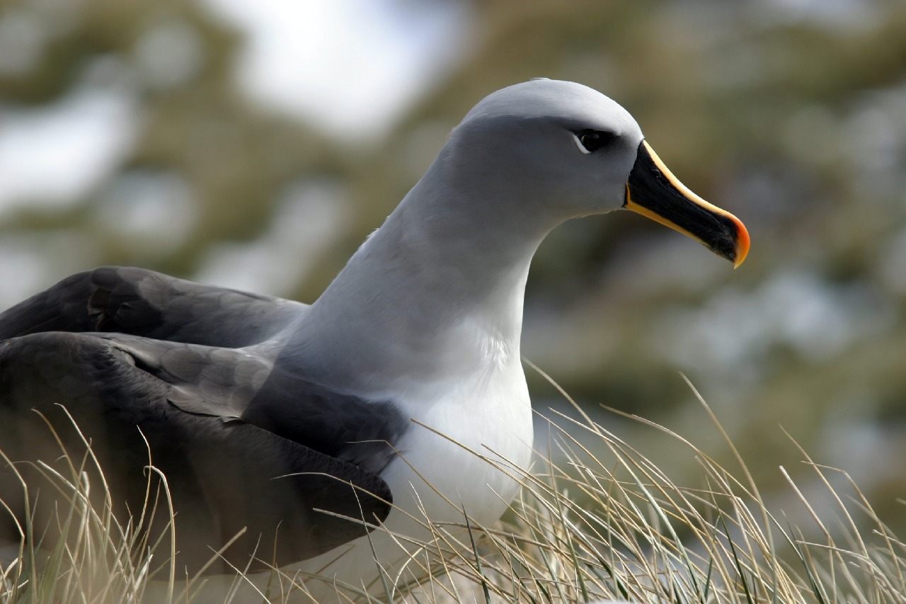 Diving behaviour of albatrosses: implications for foraging ecology and ...
