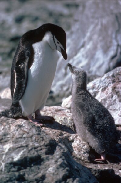 NEWS STORY: Grant for penguin project - British Antarctic Survey - News