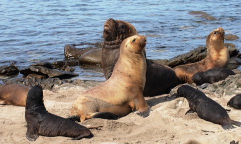 NEWS STORY: Explaining sea lion decline - British Antarctic Survey - News