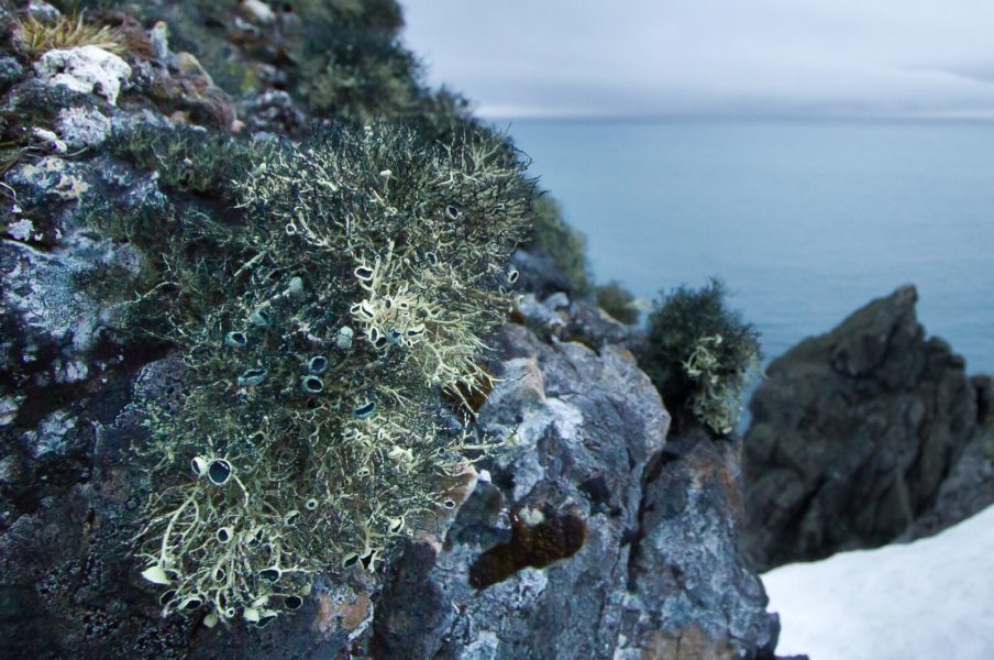 PRESS RELEASE: Fungal diversity in Antarctic soils - British Antarctic ...