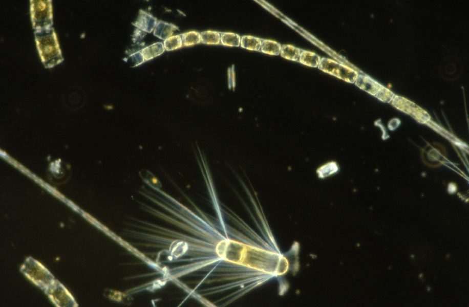 Oldest marine DNA discovered in Antarctic sediments - British Antarctic ...