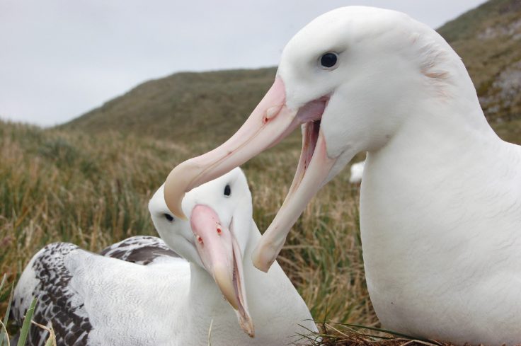 Research shows 'danger zones' for wandering albatrosses - British ...
