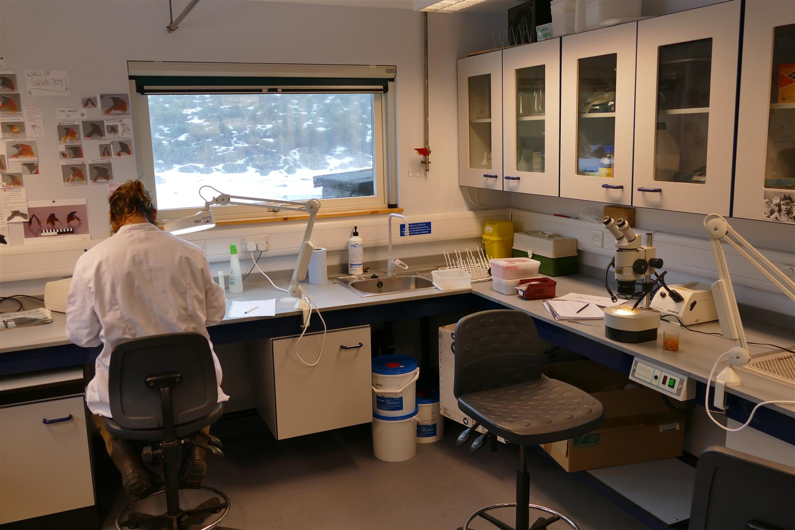 ANTARCTIC BLOG: Typical week at Bird Island Station - British Antarctic ...