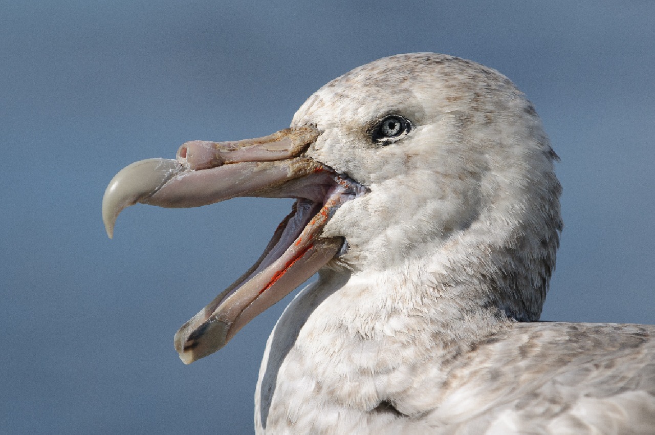 National Plans of Action (NPOAs) for reducing seabird bycatch ...