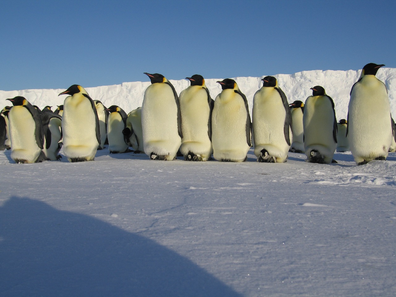 Protecting the Antarctic Environment: 25 years on - British Antarctic ...
