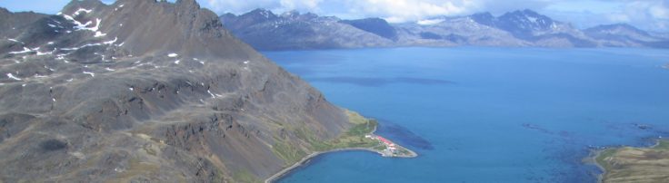 Myctophid fish (Family Myctophidae) are central consumers in the food ...