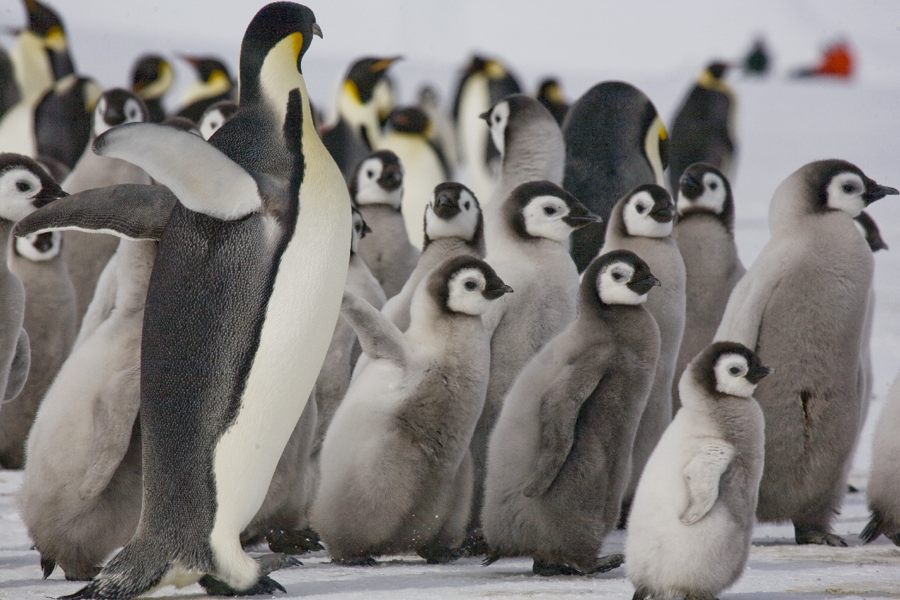 Study recommends special protection of emperor penguins - British ...