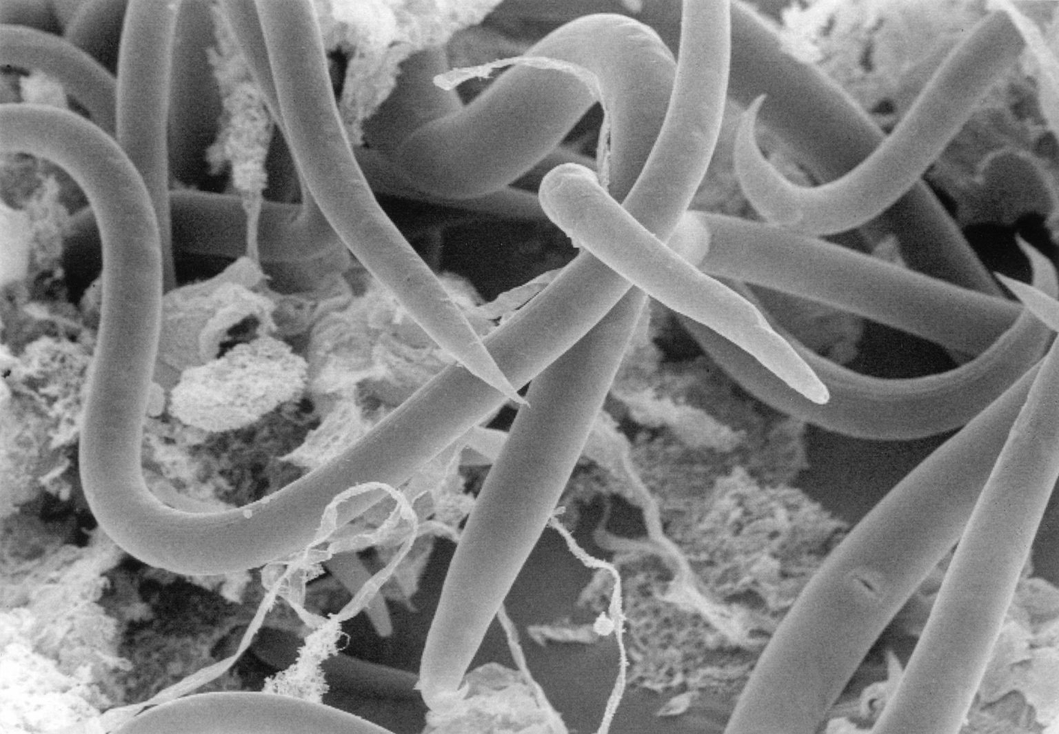 Study of roundworm that returns to life after freezing - British ...