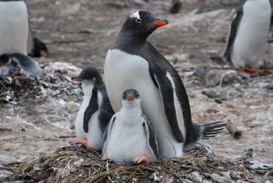 Gentoo penguin - British Antarctic Survey
