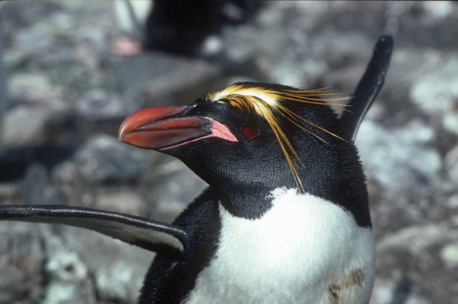 Important marine areas for the conservation of northern rockhopper ...