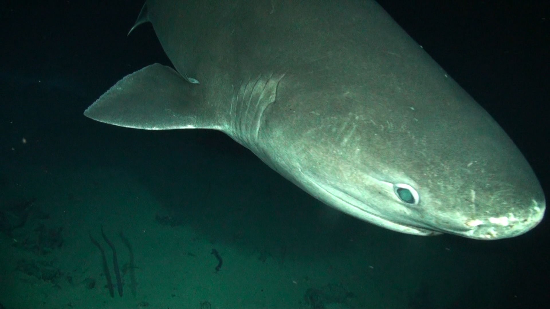 BLOG: All aboard the National Geographic Cruise - Part 2: Sharks ...