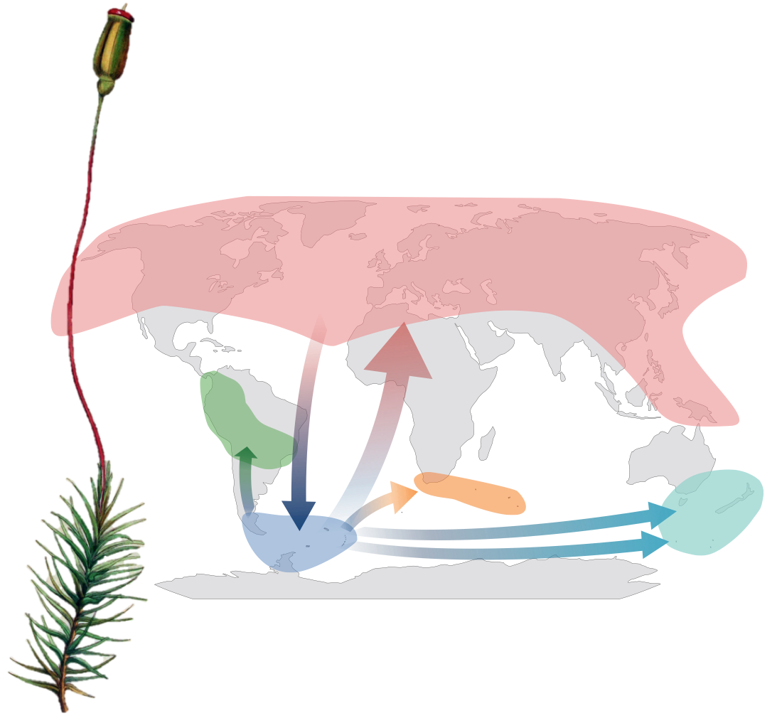 New study explains moss migration across the globe - British Antarctic ...