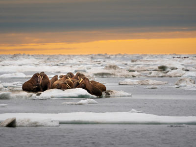 Calling for 'Walrus Detectives' on World Walrus Day - British Antarctic ...