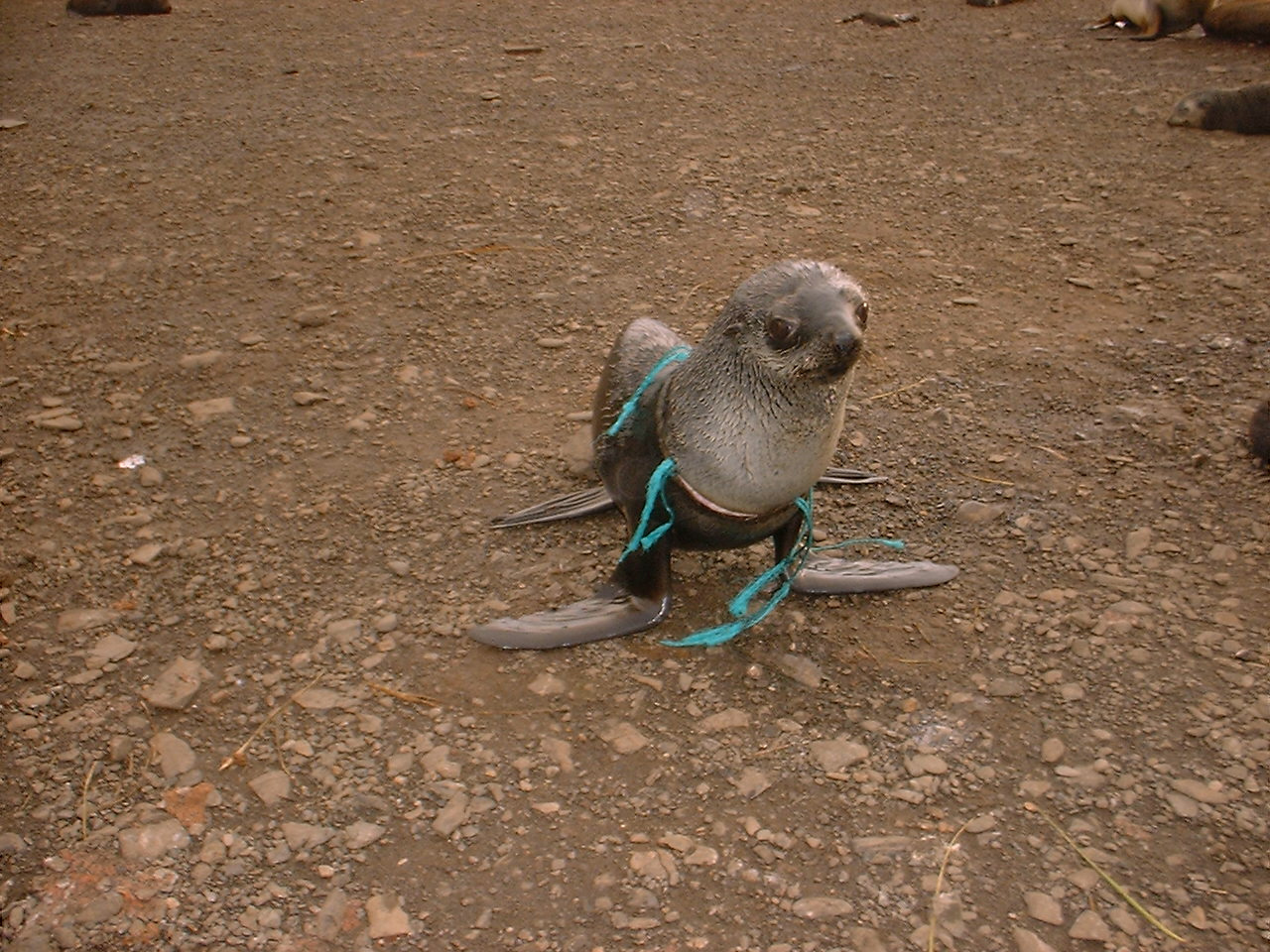 Long term monitoring of plastics - British Antarctic Survey - Project