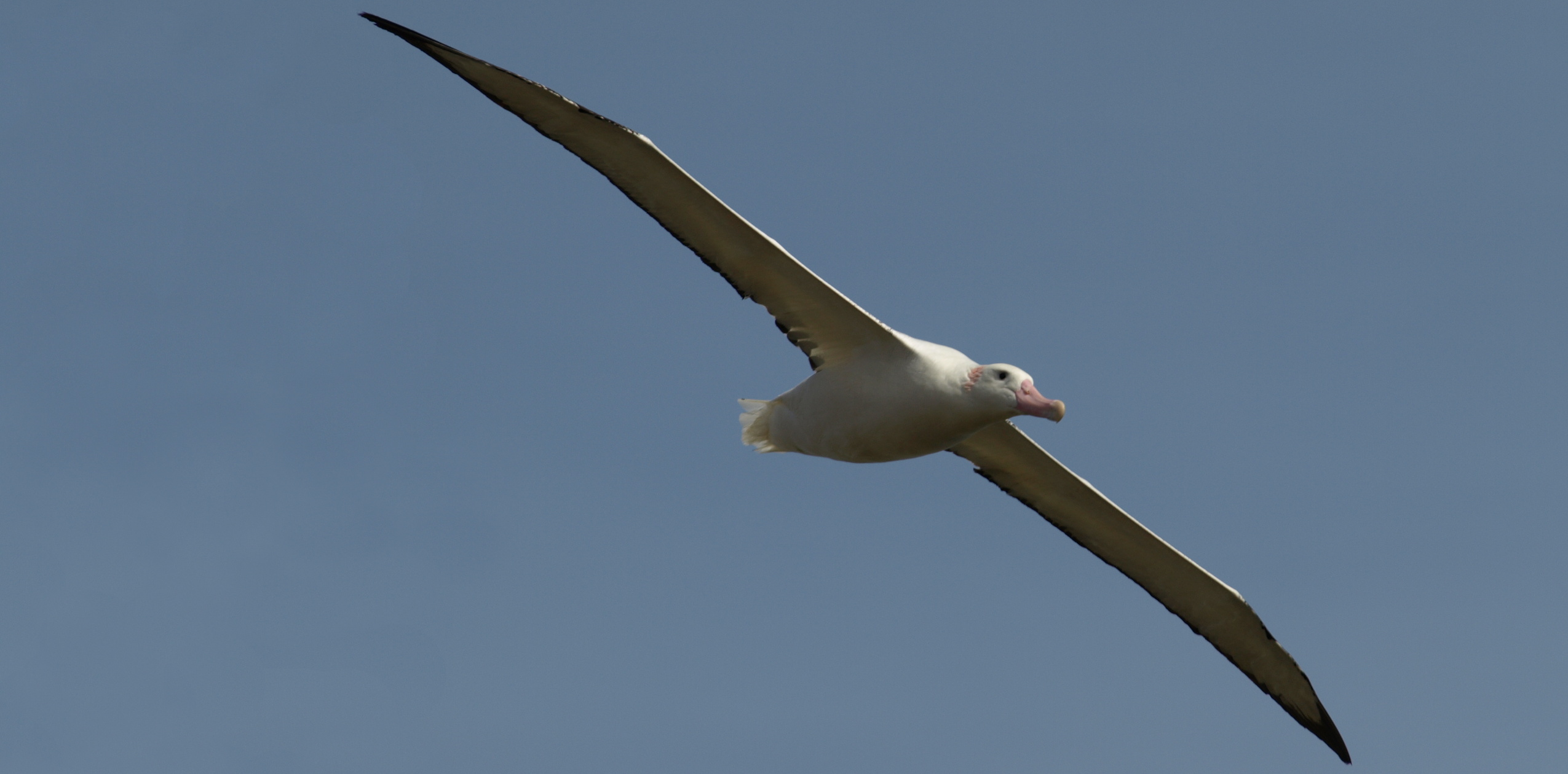 BBC Blockbuster Blue Planet II returns - British Antarctic Survey - News